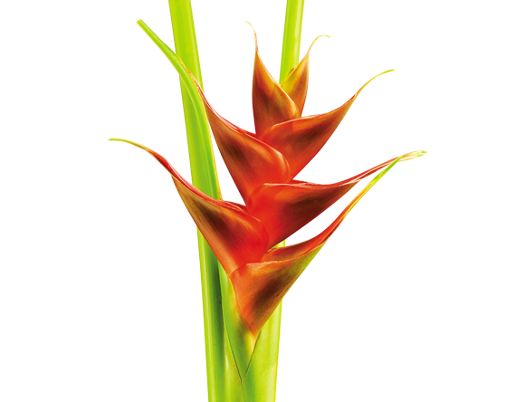 Flores Tropicales: Familia Heliconiaceae