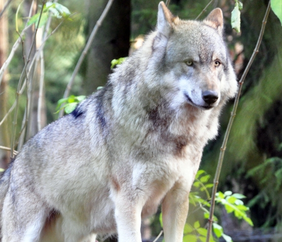 White Wolf : Wildlife advocacy group fights removal of gray wolf from ...