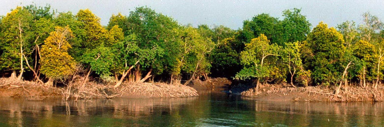 Tiger Tourism Project: Origin of Sundarban