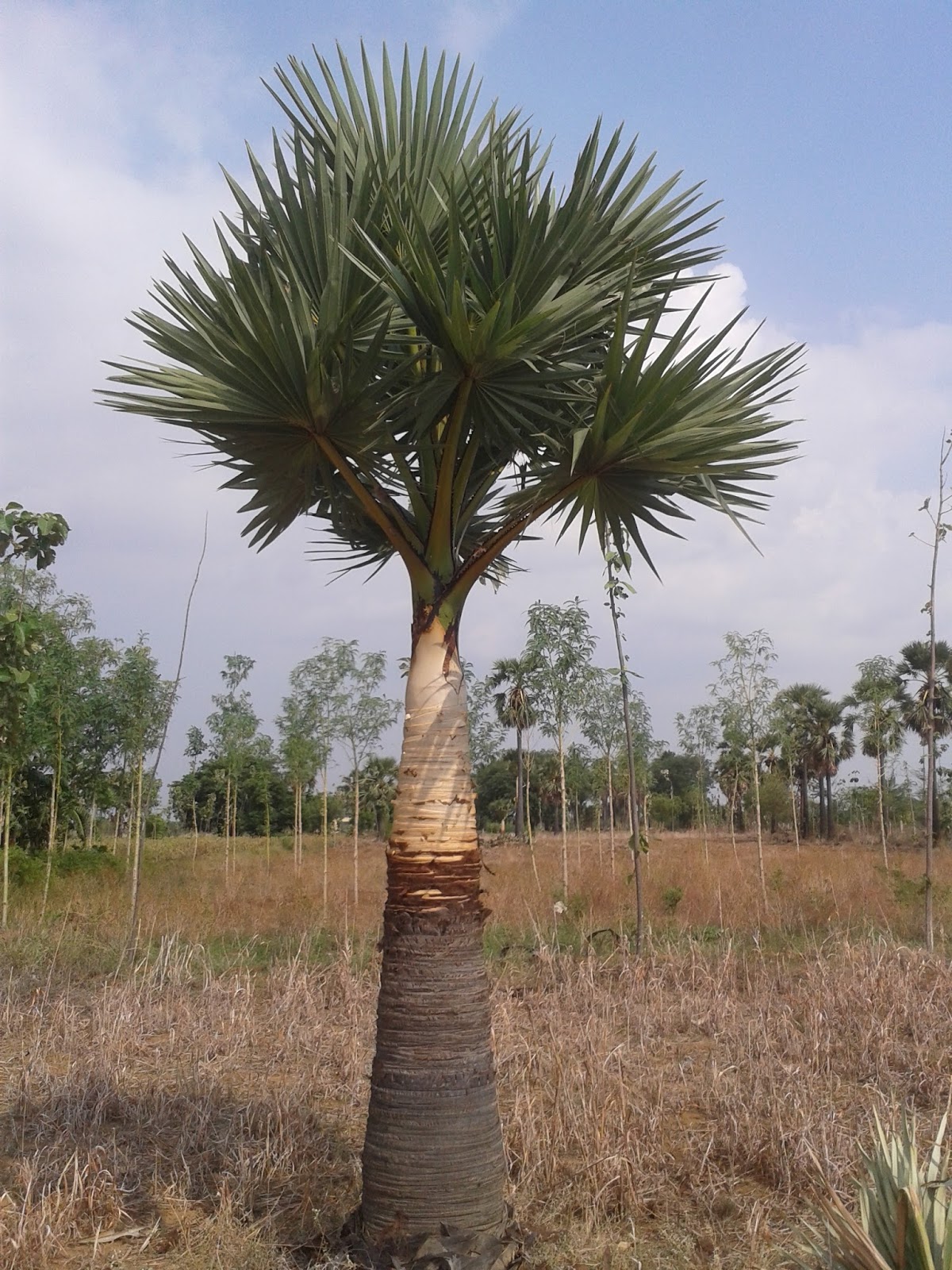 My Pictures Library : Palm Tree