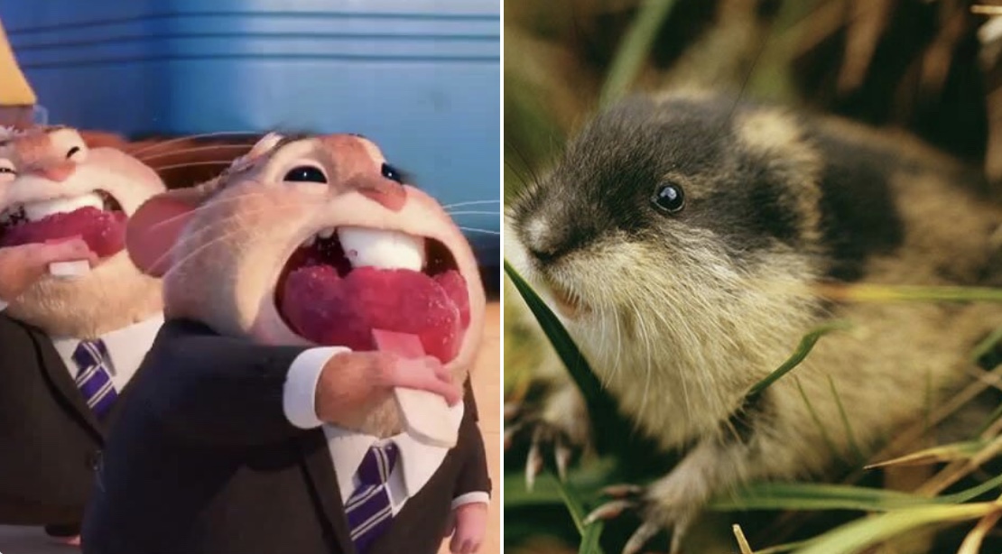 23 Jenis Spesies Haiwan Yang Ditonjolkan Sebagai Watak Filem Zootopia