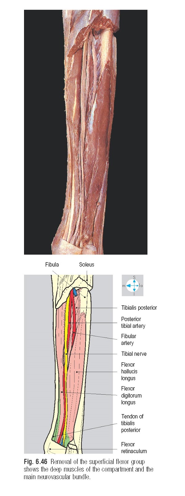 Posterior Compartment of the Leg Anatomy - pediagenosis