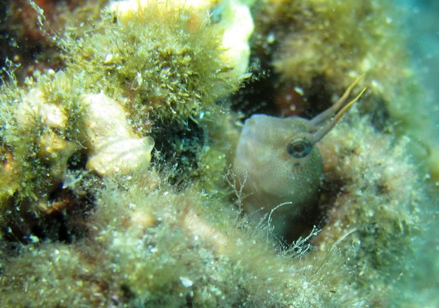 Diving: Rye pier and spider crabs