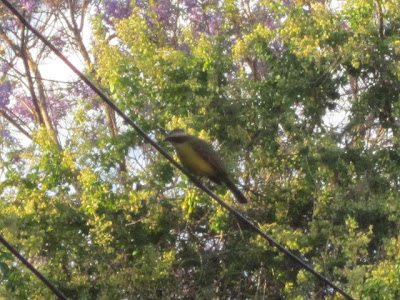 Mexico Daily Living: Chico, Bird of Paradise and Yellow Bird in my yard
