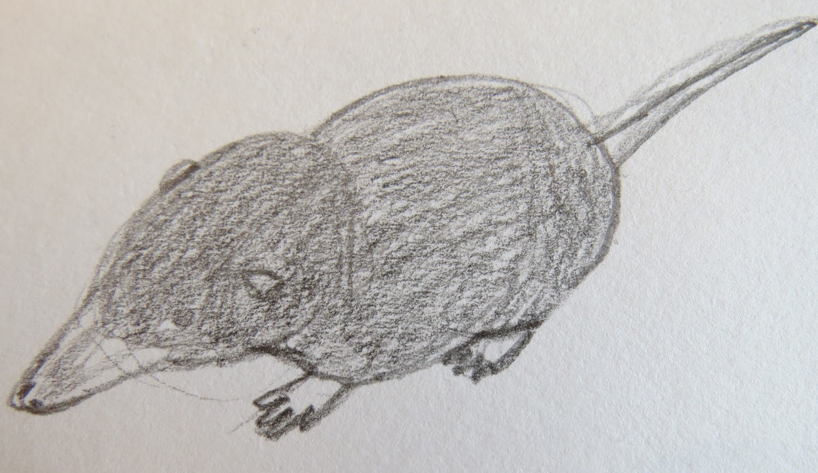 The Autistic Naturalist: How To Draw: Small Mammals