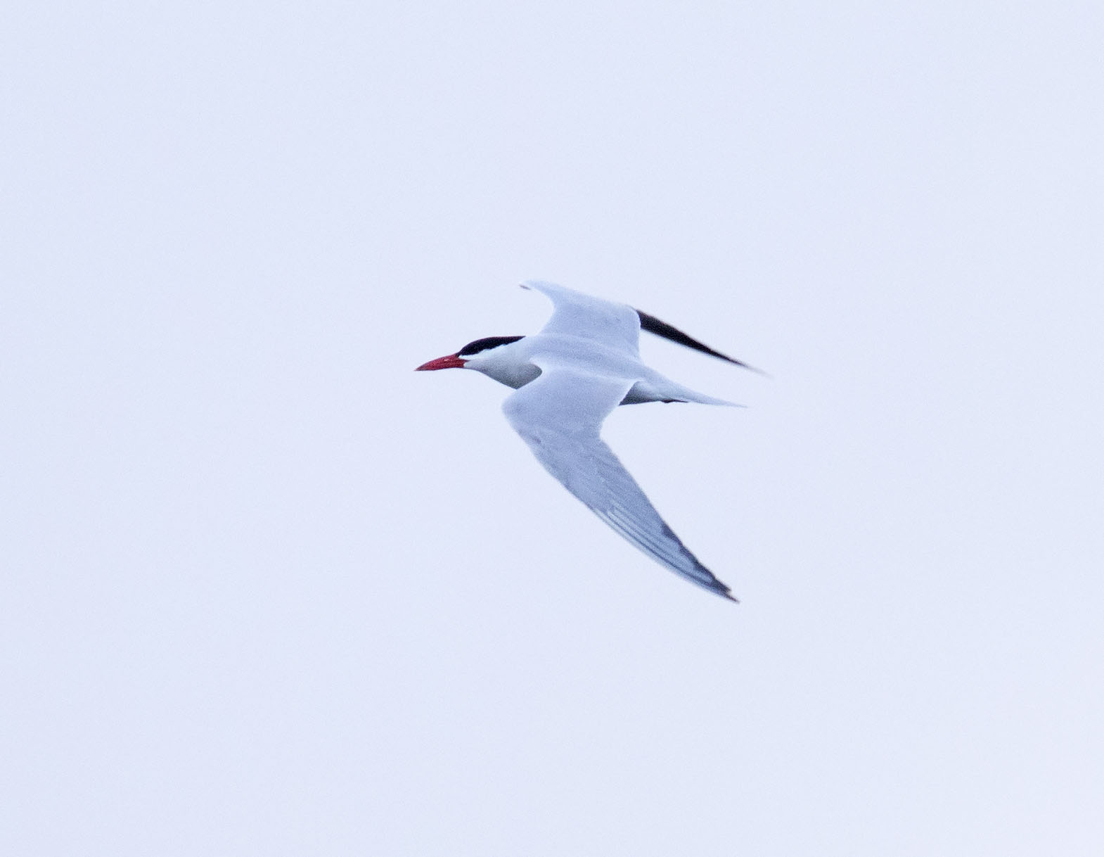 pewit: a few random VI bird images