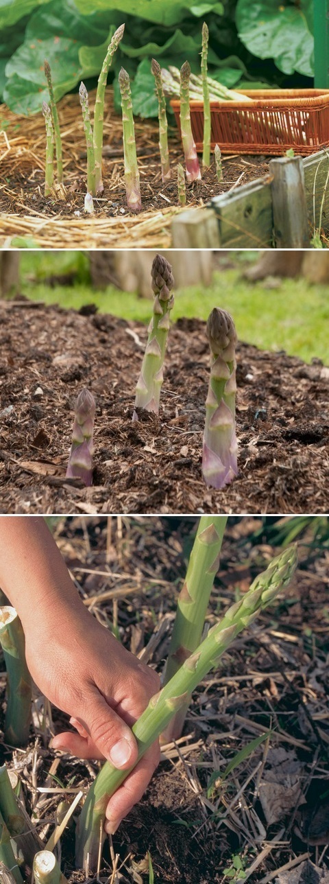 Growing Asparagus in Raised Beds