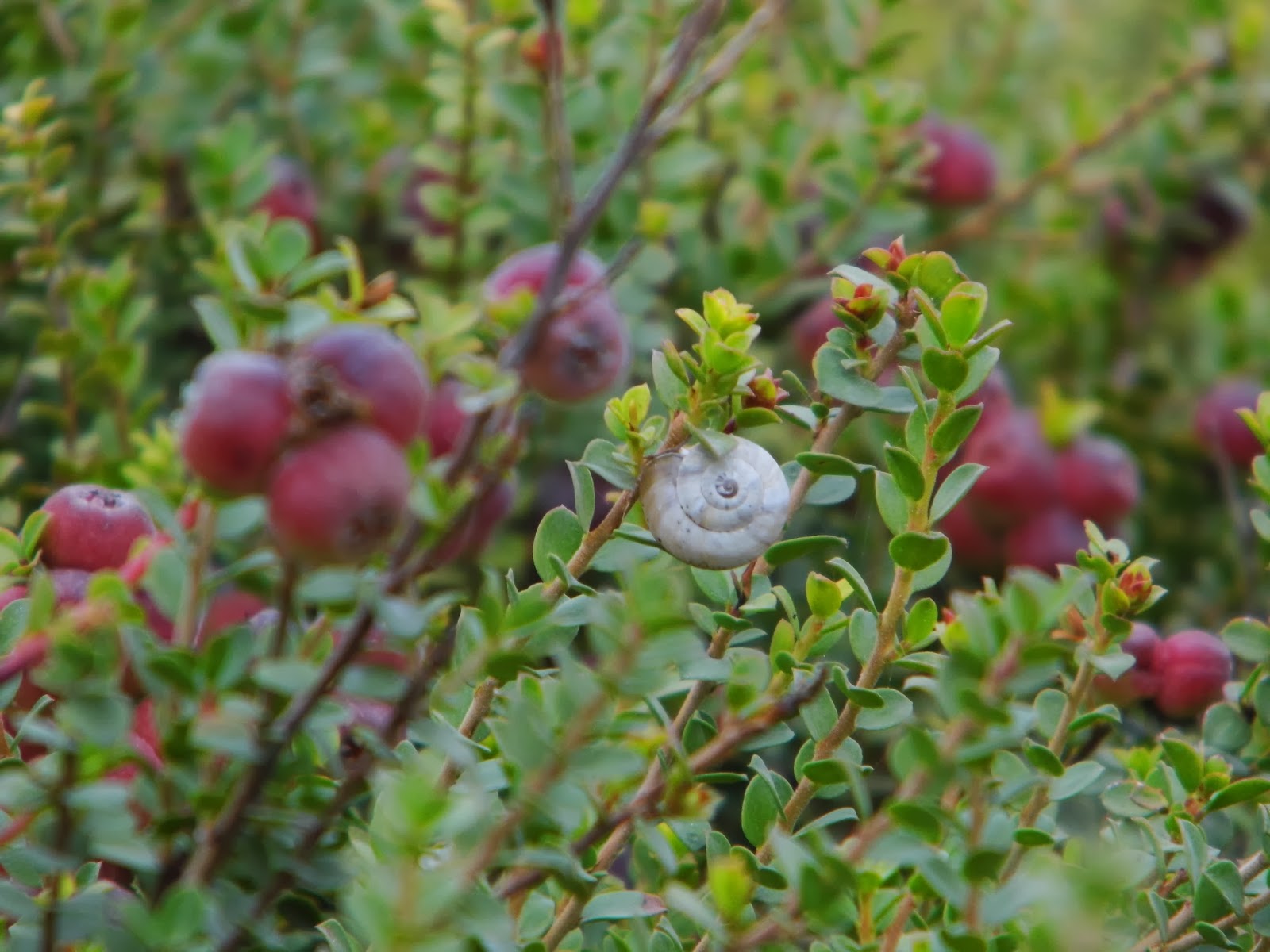 One Mother Hen: Picking Muntrie Berries