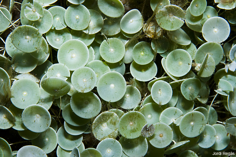 Tesoros a la orilla del mar: Acetabularia