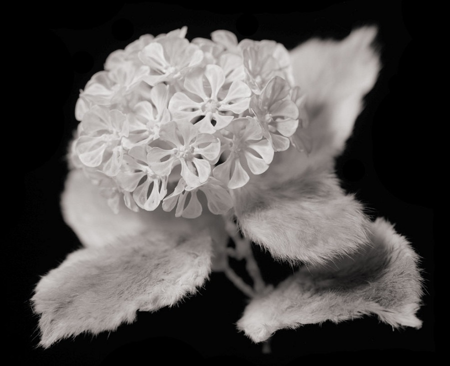 Simply Creative: Animal Bone Flowers by Hideki Tokushige
