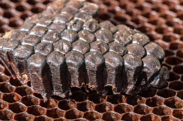 TrogTrogBee: A steam-powered wax extractor