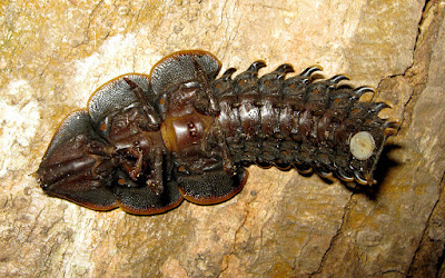 Real Monstrosities: Trilobite Beetle