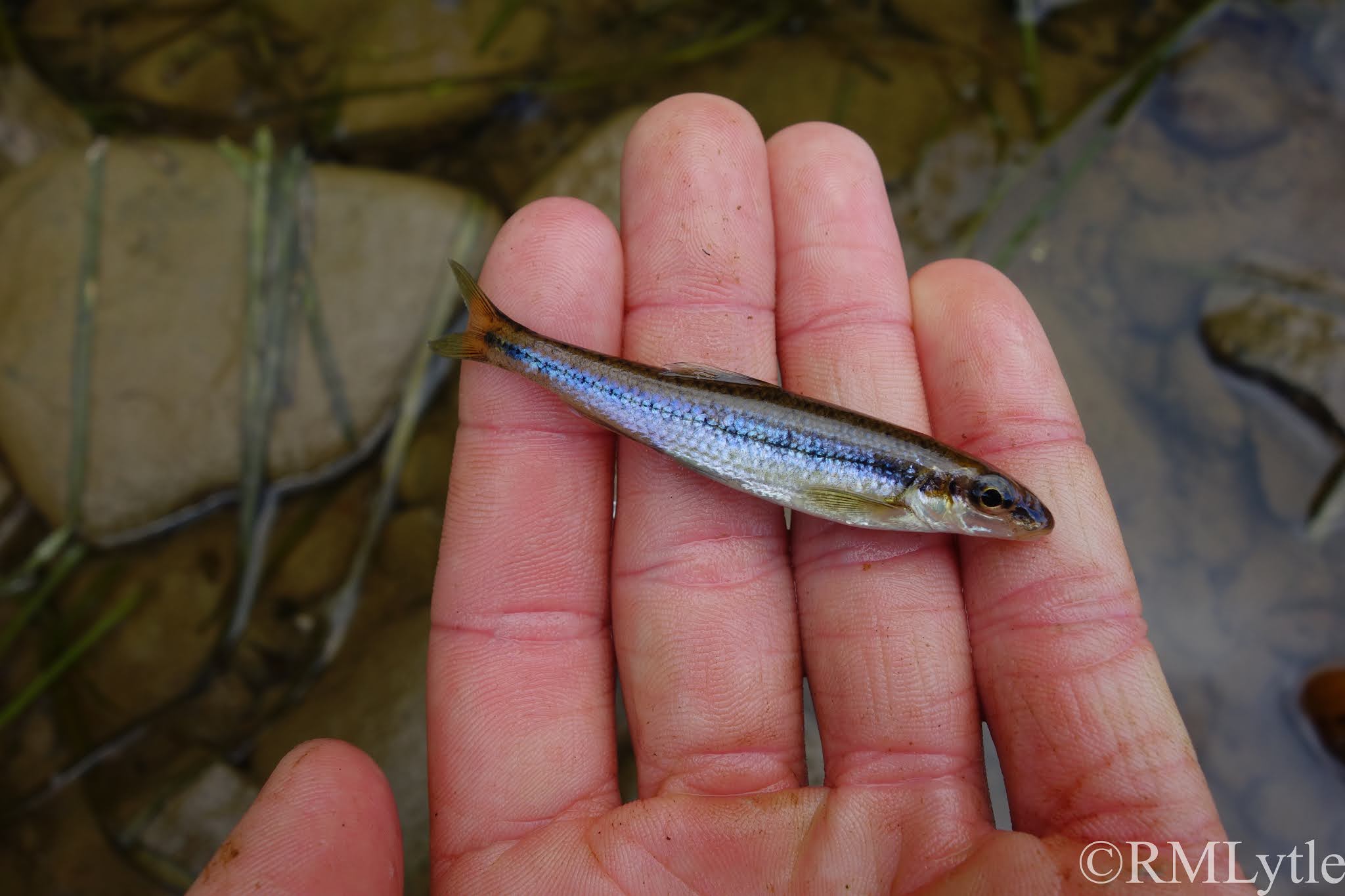Connecticut Fly Angler: Longhead Darters and Streamlined Chubs (Western ...