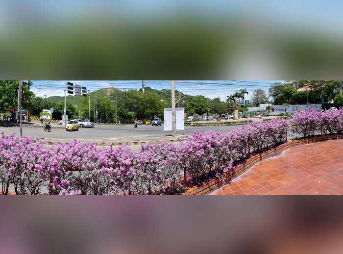 CRONICAS DE CUCUTA: 1715.- LA ALEGRIA FLORECIDA EN CUCUTA