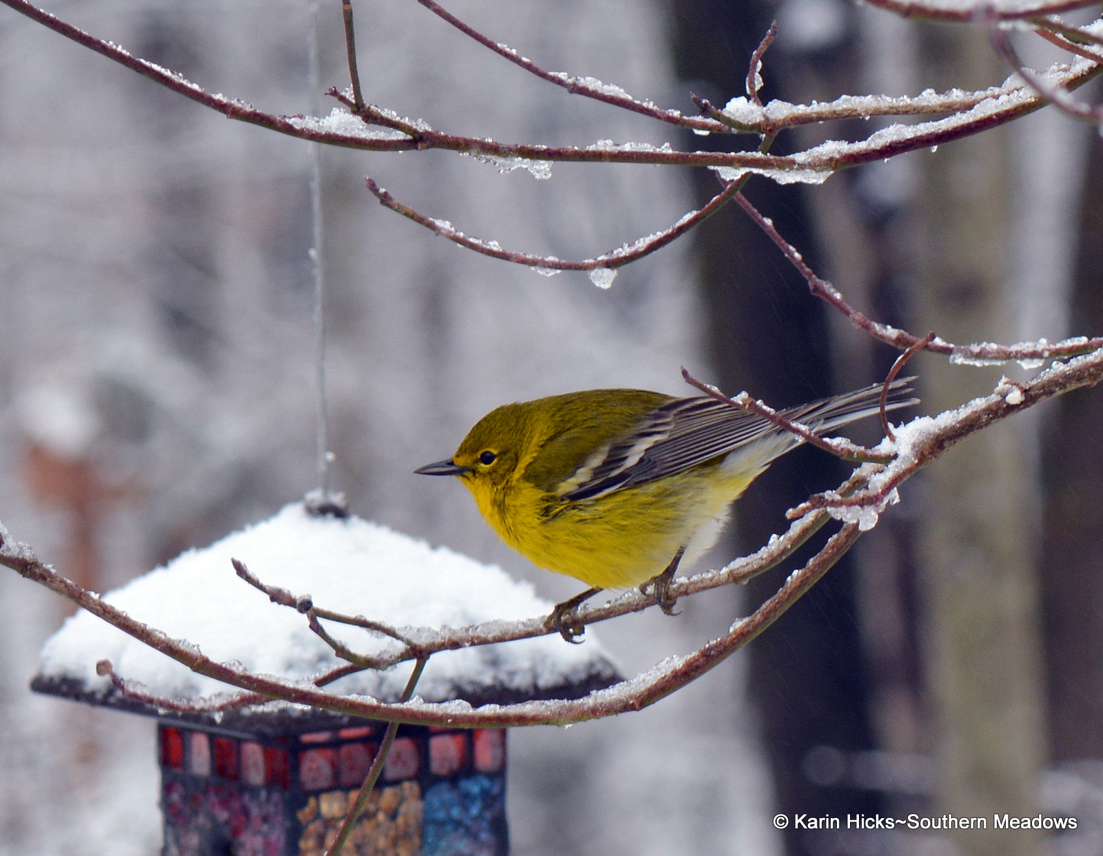 Winter is the Best Time for Backyard Birding