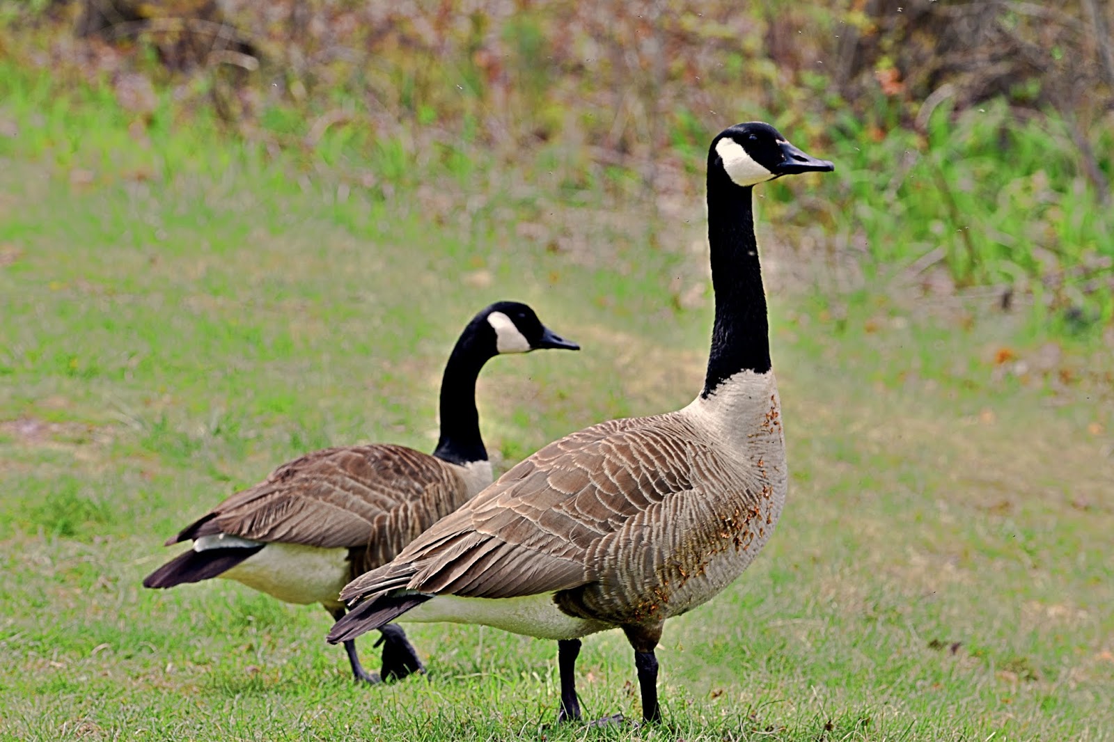 Den'sphotogallery: Canada Geese Portfolio