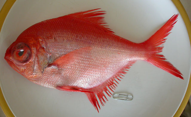 Artes de Pesca: VAMOS A PESCAR REY