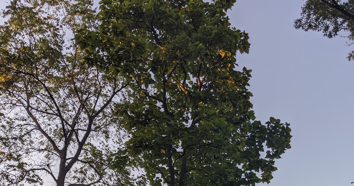 Catalpa Tree - October 2019 Tree Inventory