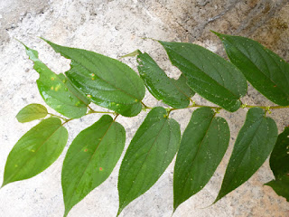 Indian Charcoal Tree - Gadumba | SL Flora