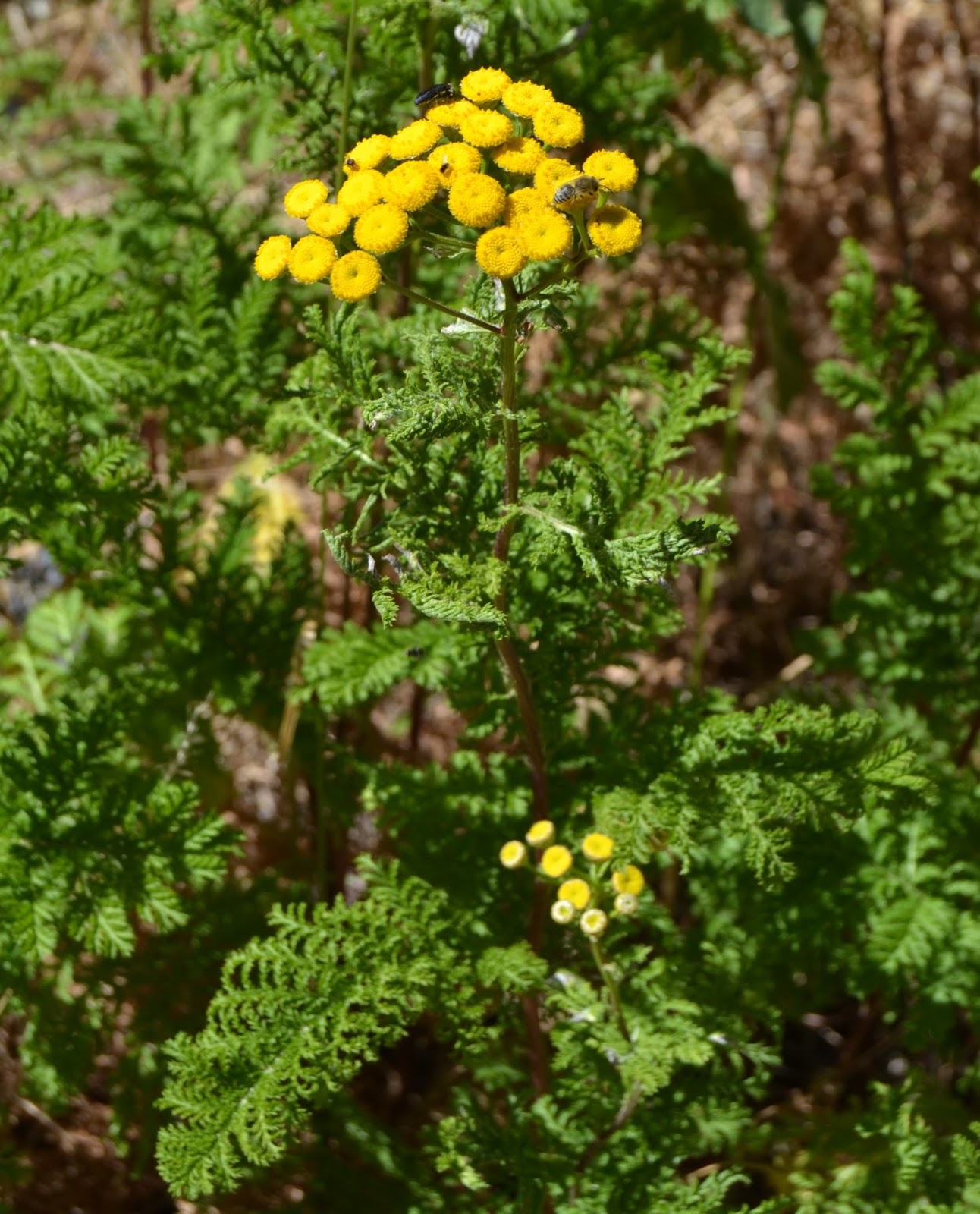 Plantas: Beleza e Diversidade: Atanásia-das-boticas (Tanacetum vulgare)