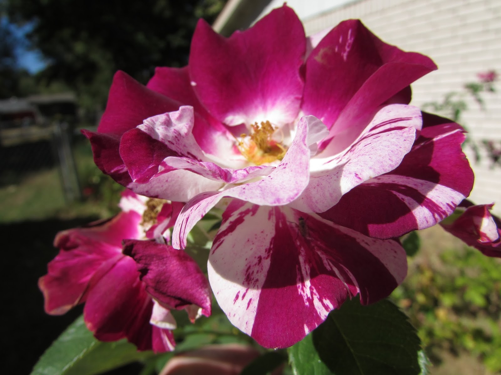 Ichabod, The Glory Has Departed: Roses - From Last Year - Are Budding ...