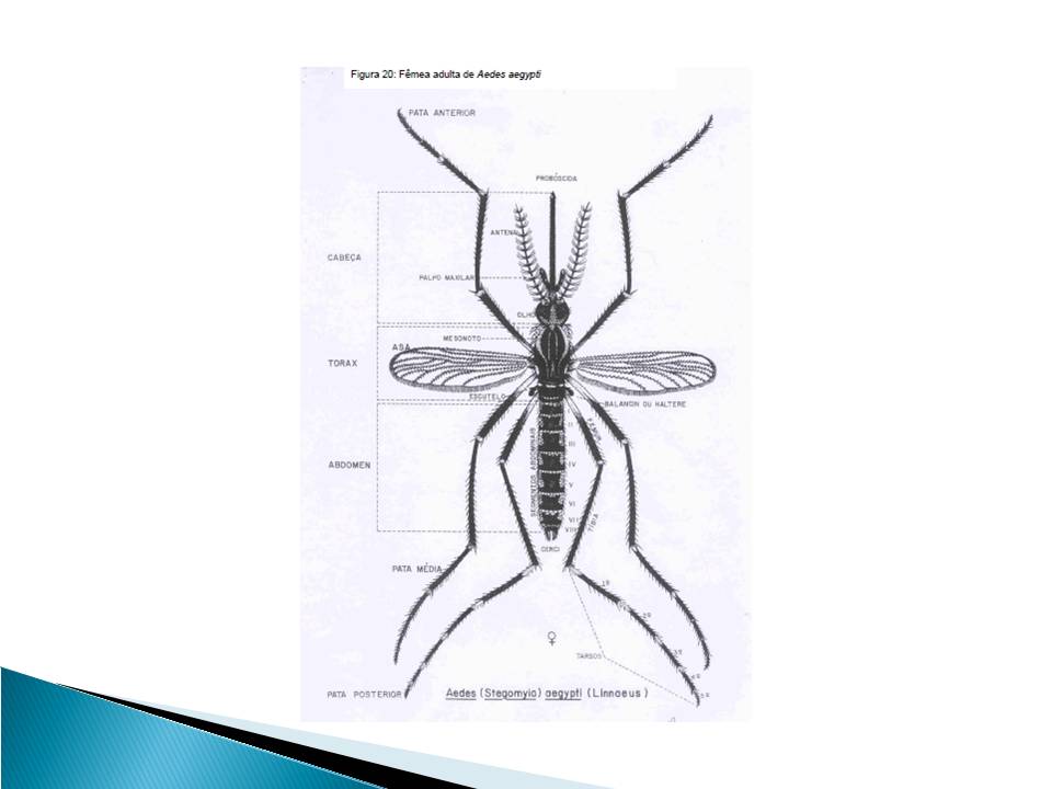 ANATOMIA INTERNA - DIFERENCIAÇÃO ENTRE MOSQUITO MACHO E FÊMEA