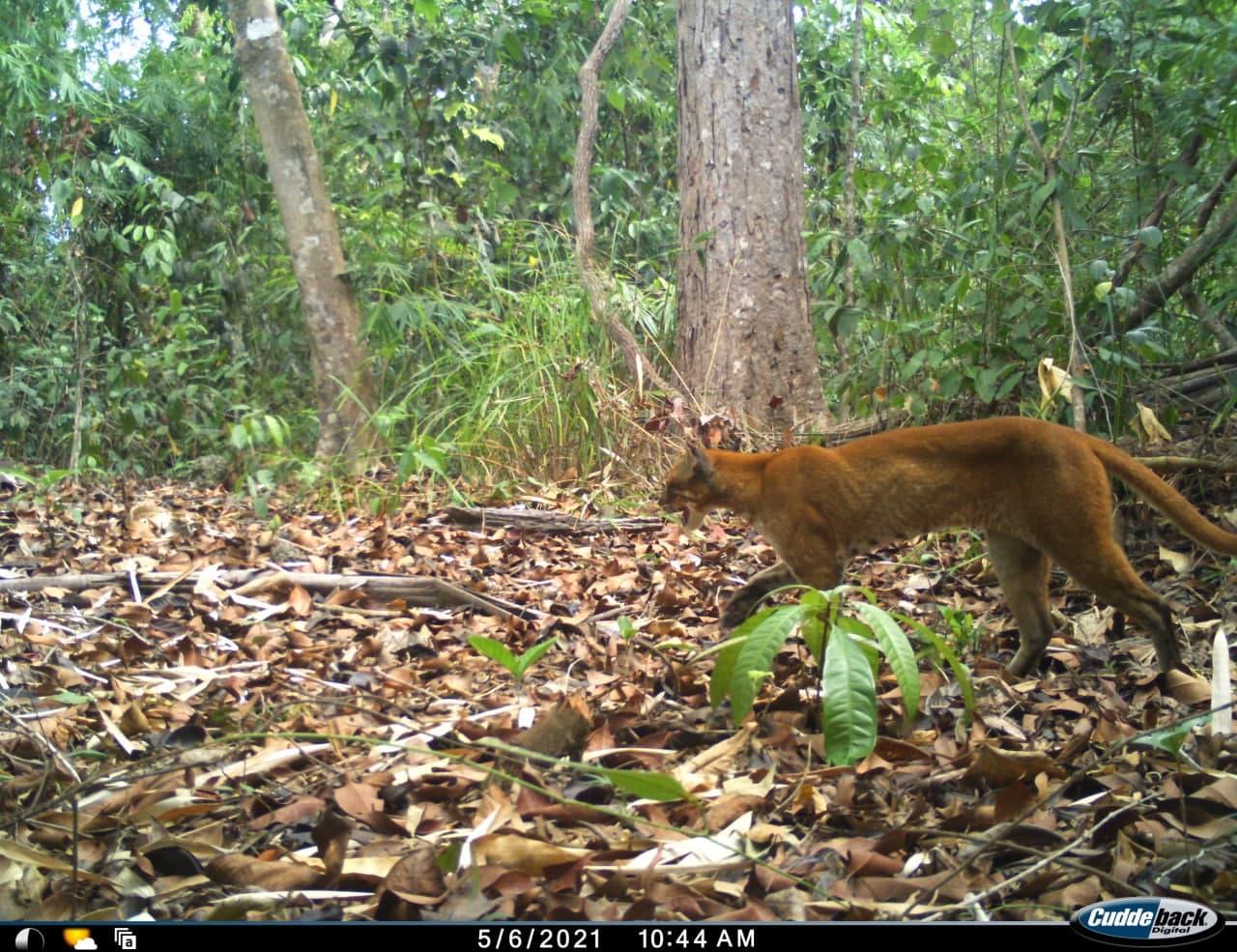 Hope and Hope and always Hope: QUADRUPED_Asiatic golden cat / ខ្លាលឿងមាស