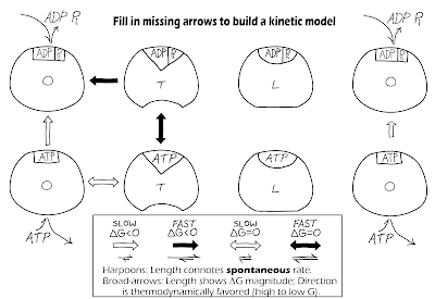 biops-pgh: Cell Biology for Physical Scientists