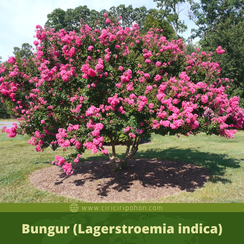 5 Pohon Bunga Cantik Alternatif Sakura Jepang - Ciriciripohon.com