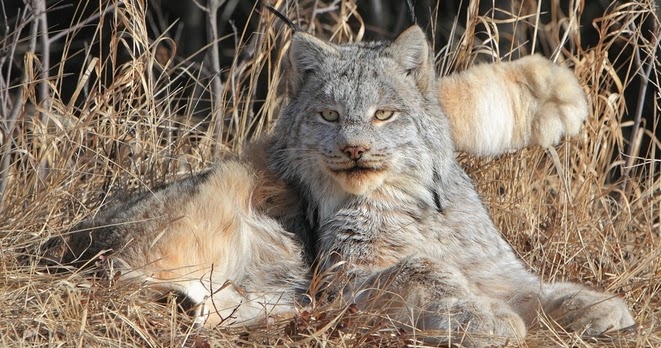 White Wolf : Canadian Lynx And Their Amazing Big Paws (14 Pics)