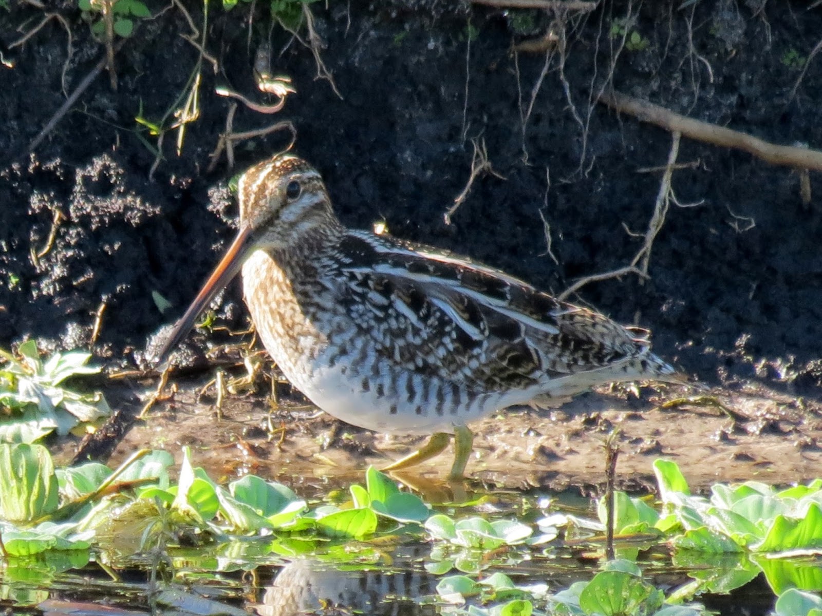 Viewing nature with Eileen: Wilson's Snipe