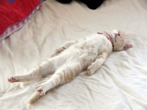 Funny Cats | Sleeping | Funny And Cute Animals