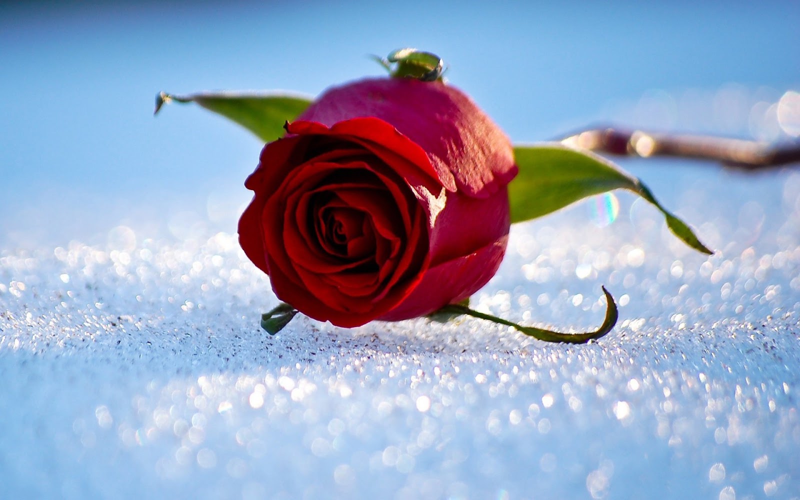 ΤΡΙΑΝΤΑΦΥΛΛΑ photos - wallpapers (ανανεωμένο) | the fun bank