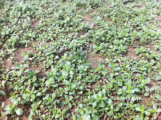 Michigan State University: Summer Turfgrass Establishment