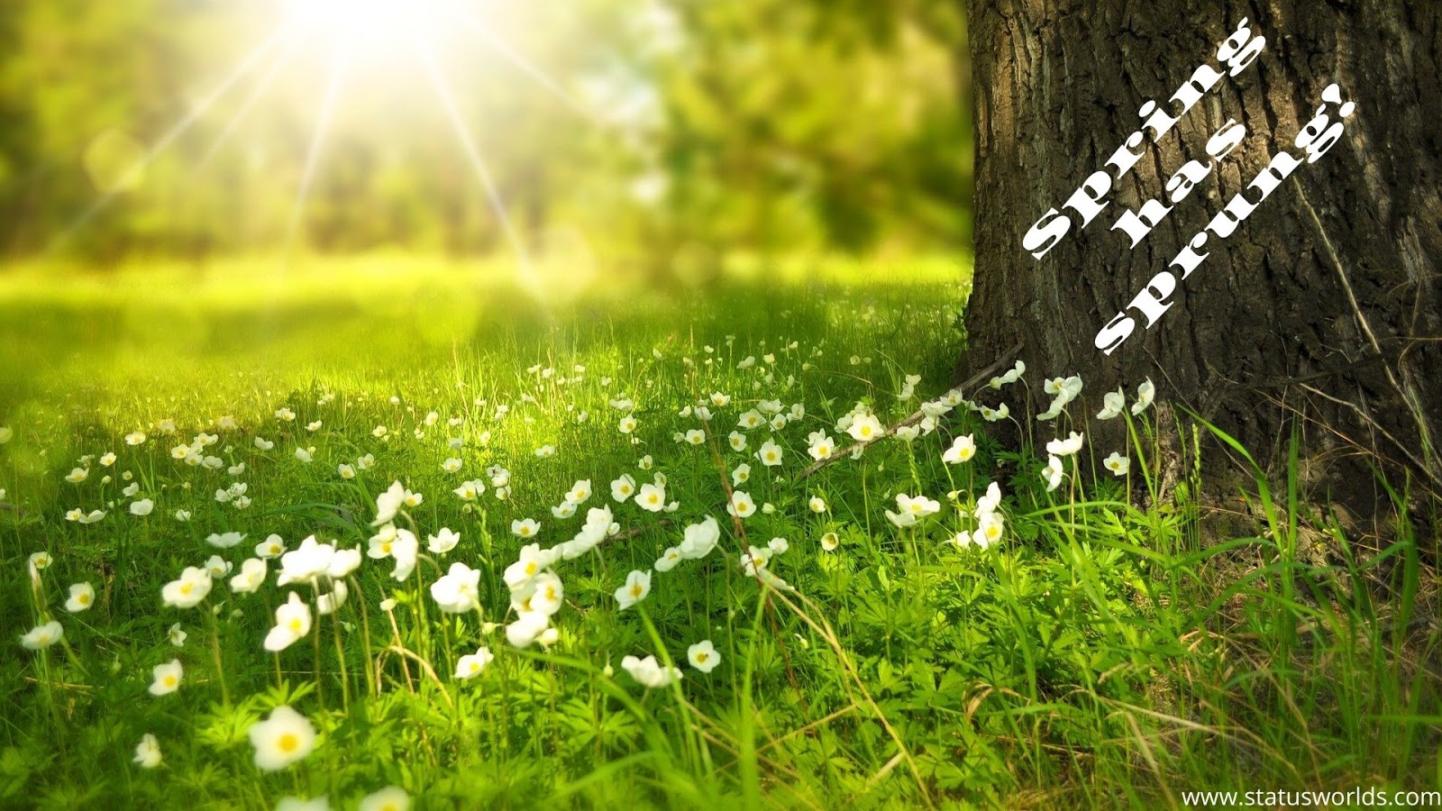 150+ [Top Class] Spring Status, Captions & Quotes For A Spring Lover ...