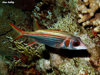 IKAN LAUT ASLI INDONESIA: Mata Besar