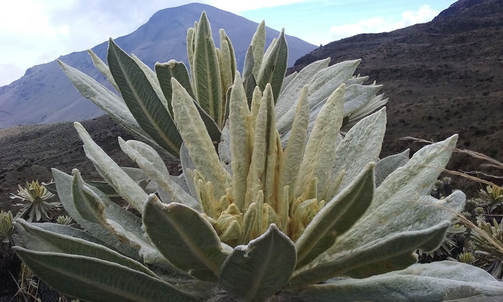 Actuaciencia: Plantas del páramo andino