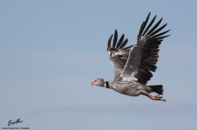Cultura Guaraní: LEYENDA DEL CHAJA