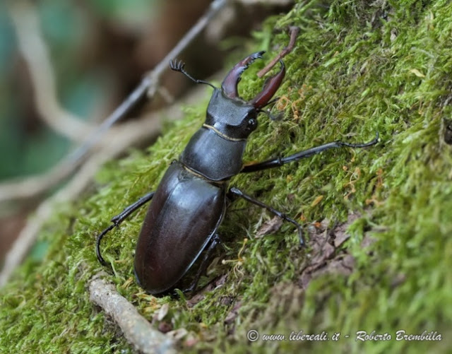 libereali: Cervo volante fa rima con gigante