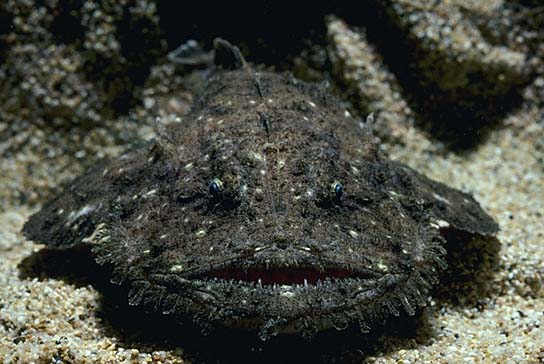 Info-Junction Blog: American Goosefish