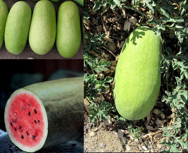 Gastronomía a Libreta Abierta, [=I=]: Tipos de Sandias