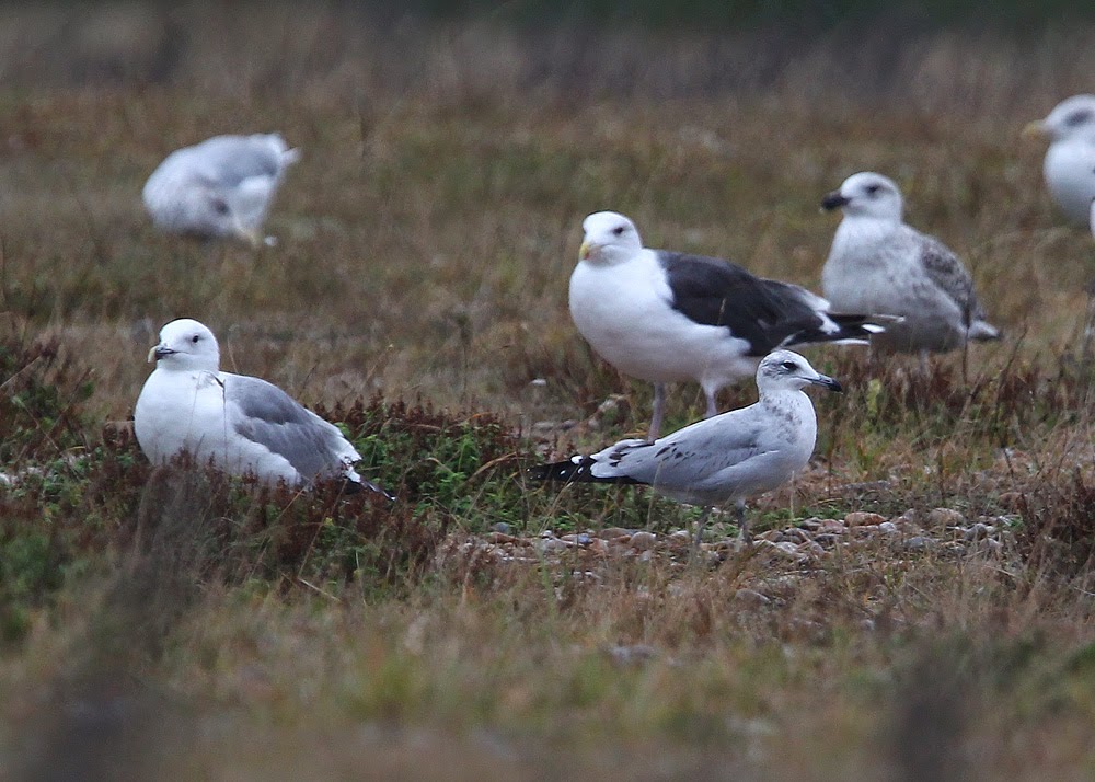 Richard Smith - Birdwatching Days Out: Audouin's Gull, 2nd winter and ...