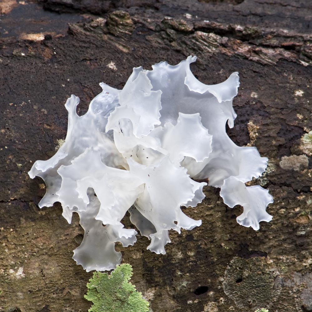 Florida Image Tools: Photographing Florida Fungi