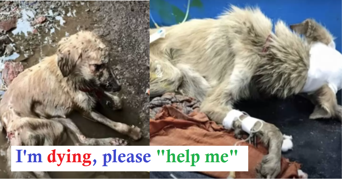 Rescuers find sick puppy clinging to life in litter-strewn puddle in ...