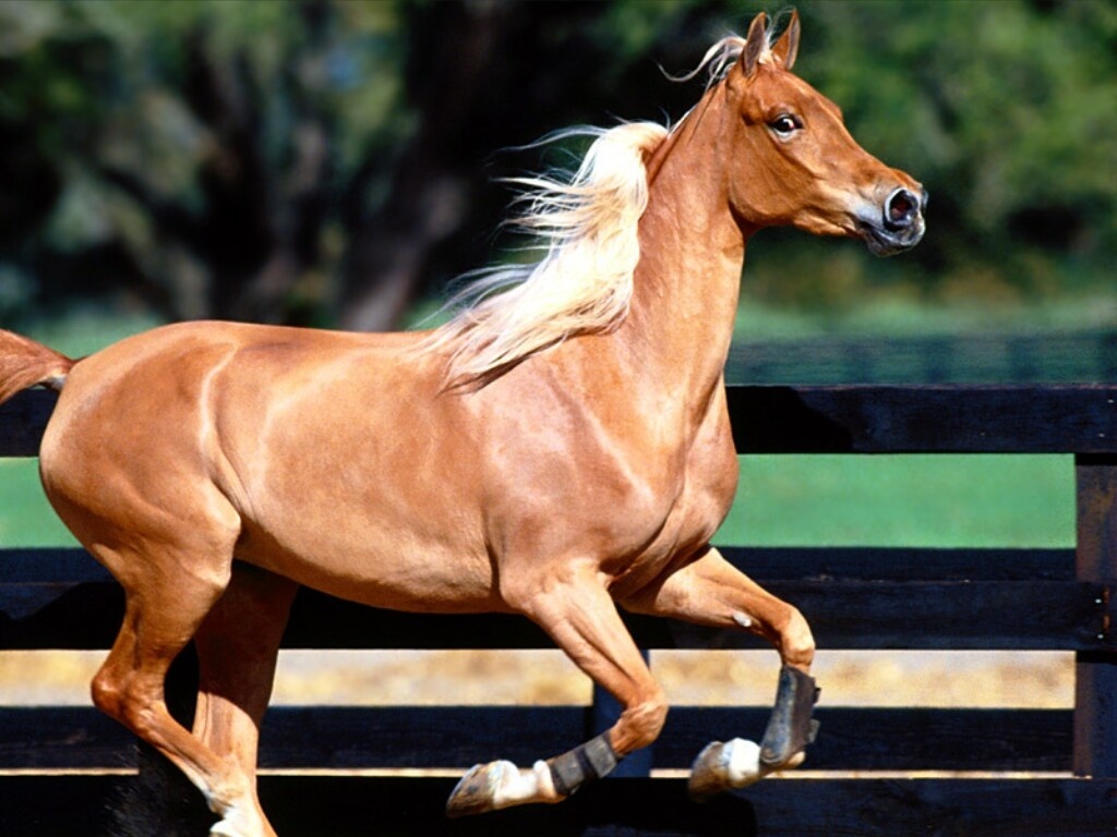 ANIMALS OF PLANET EARTH: CABALLOS