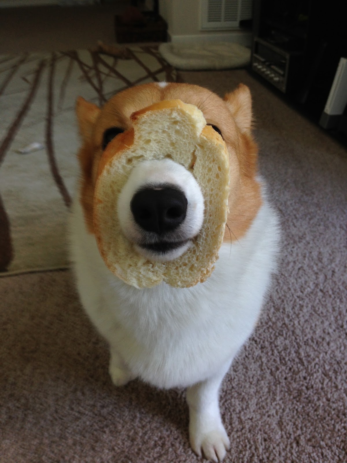 Random & Variable: French Bread Corgi
