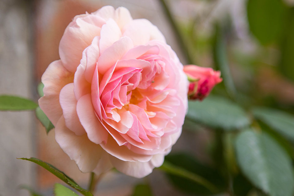 Escapes and Photography: An array of flowers and sweet smelling Roses ...