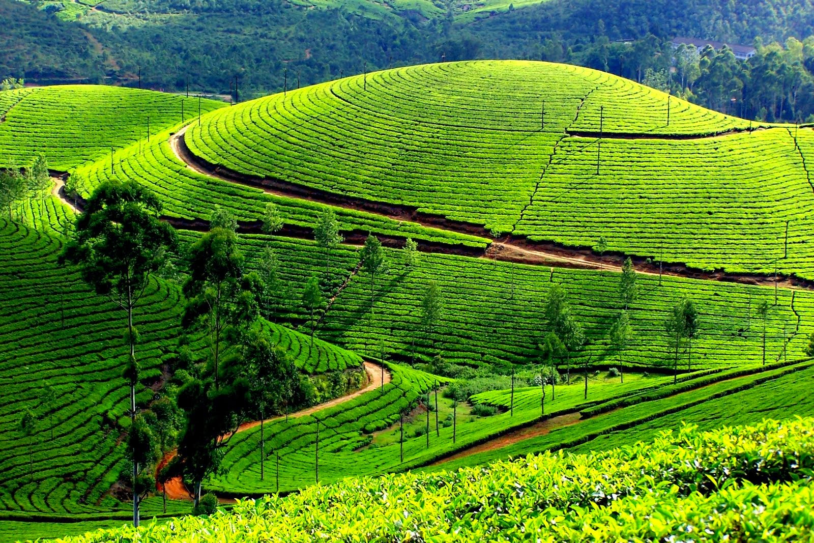 Munnar is one of the Most Visited Tourist Places in India among US ...