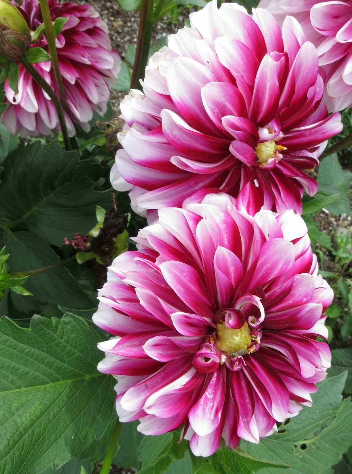 Dyrene i hagen: GEORGINER