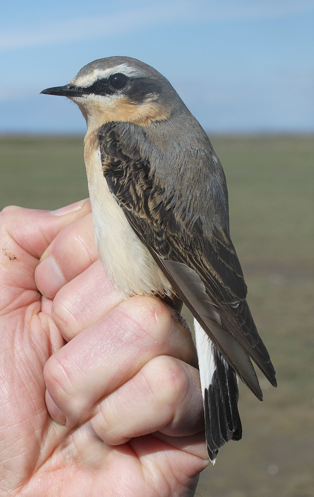 Another Bird Blog: Greenland Wheatear